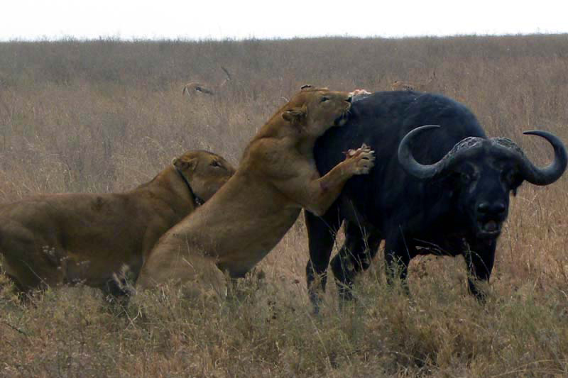 Innocent Killers - Original Safari Professionals Private Luxury Safaris