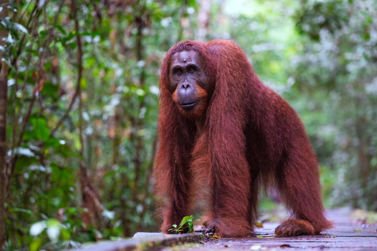 The Rainforests of Southeast Asia - Original Safari Professionals ...