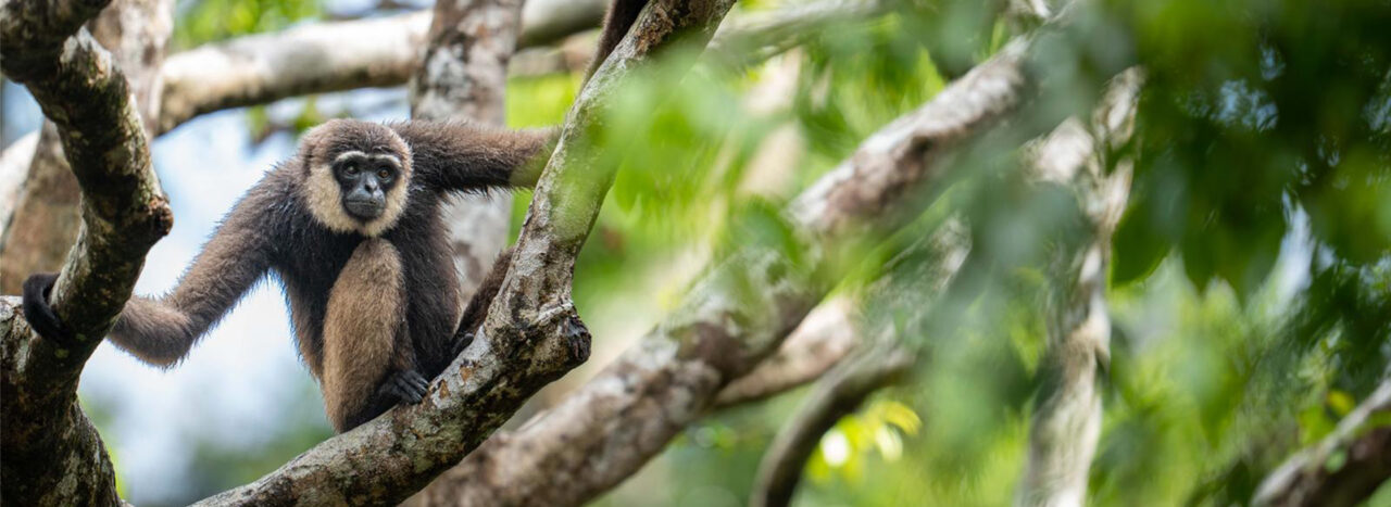 The Rainforests of Southeast Asia - Original Safari Professionals ...